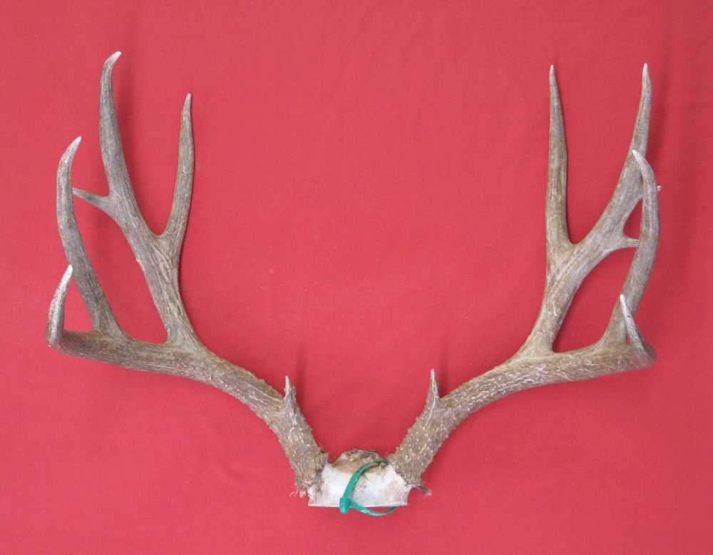 Antlers and Horns : MULE DEER - Taxidermy Sets (2030-0479) : hideandfur.com