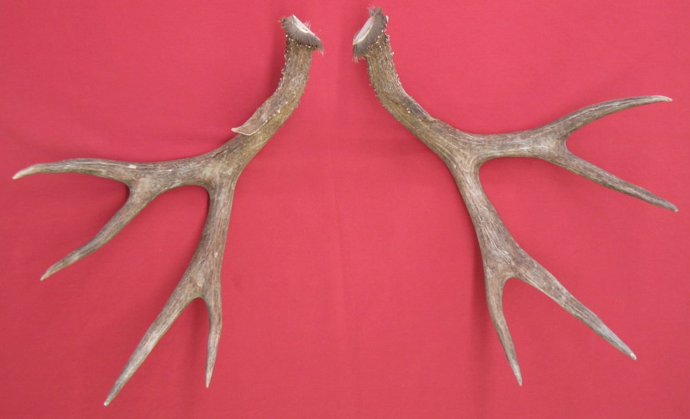Antlers and Horns : MULE DEER - RATTLING ANTLERS (2332-9051 ...