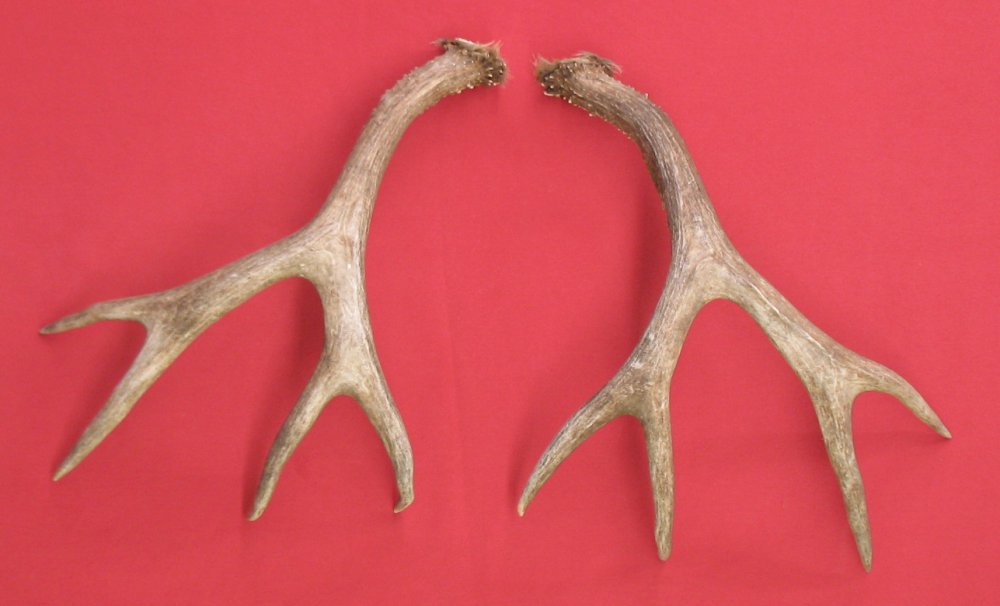Antlers and Horns : MULE DEER - RATTLING ANTLERS (2332-9051 ...