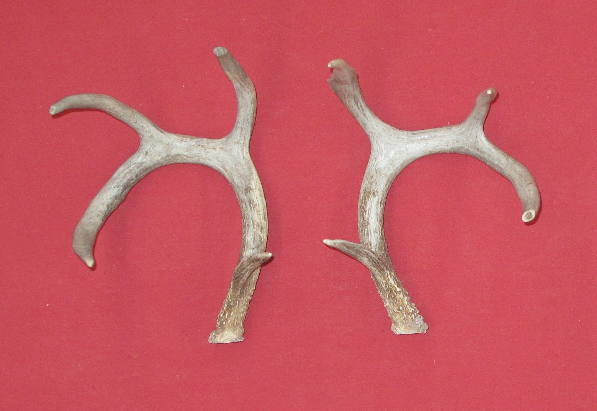 Antlers and Horns : WHITE TAIL DEER - RATTLING ANTLERS (2334-9971 ...