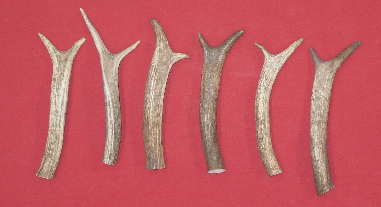 Antlers and Horns : ELK - TINES (2490-1012) : hideandfur.com
