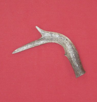 Elk Antler Tines for sale by www.hideandfur.com