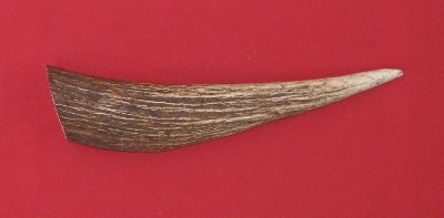 Elk Antler Tines for sale by www.hideandfur.com