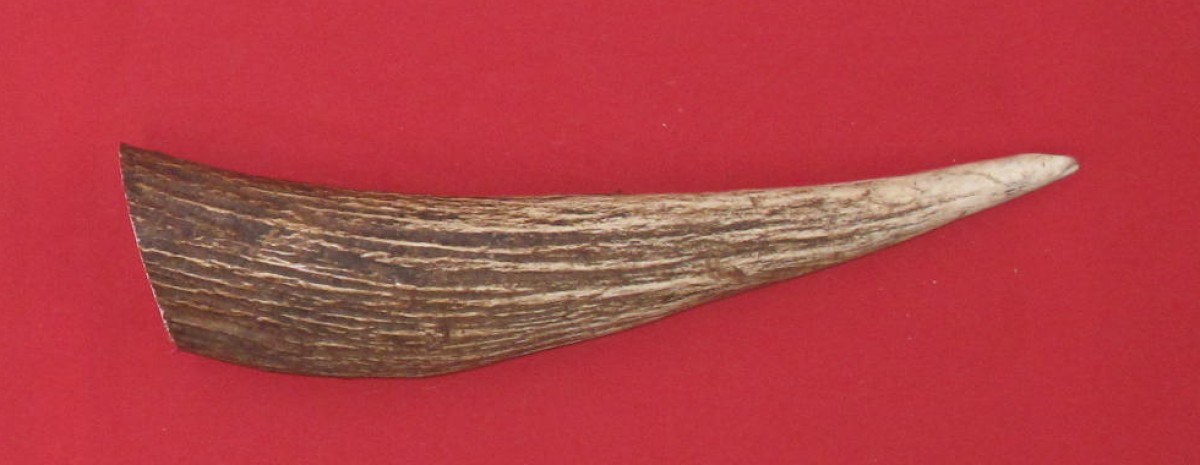 Antlers and Horns : ELK - TINES (2490-9996) : hideandfur.com