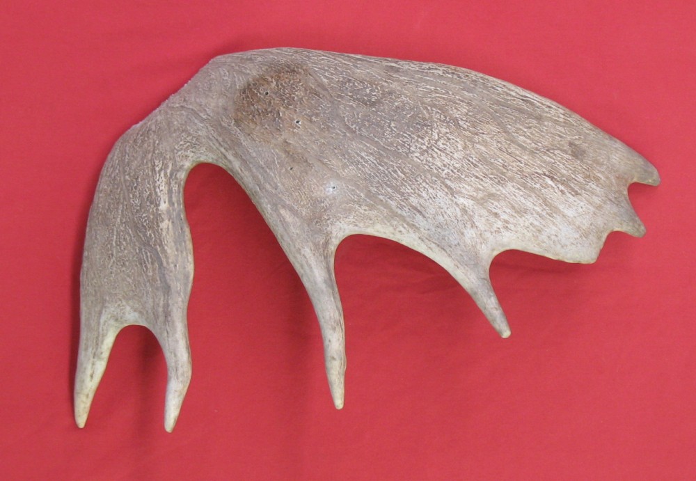 Antlers and Horns : MOOSE - PALMS (2550-0057) : hideandfur.com