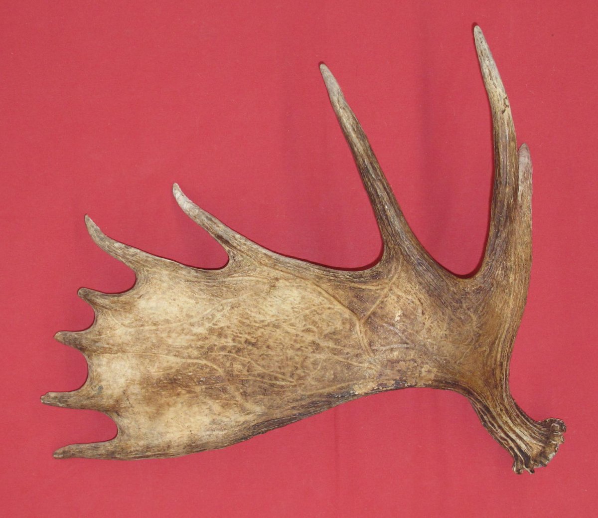 Antlers and Horns : MOOSE - SIDES (2560-0989) : hideandfur.com