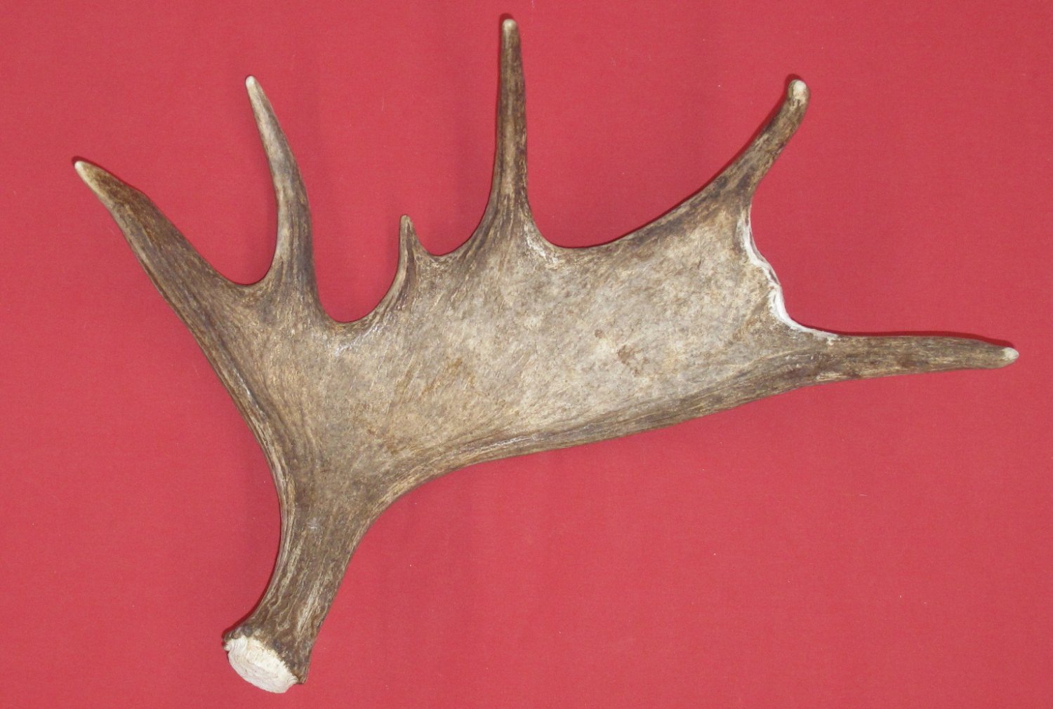 Antlers and Horns : MOOSE - SIDES (2560-1203) : hideandfur.com
