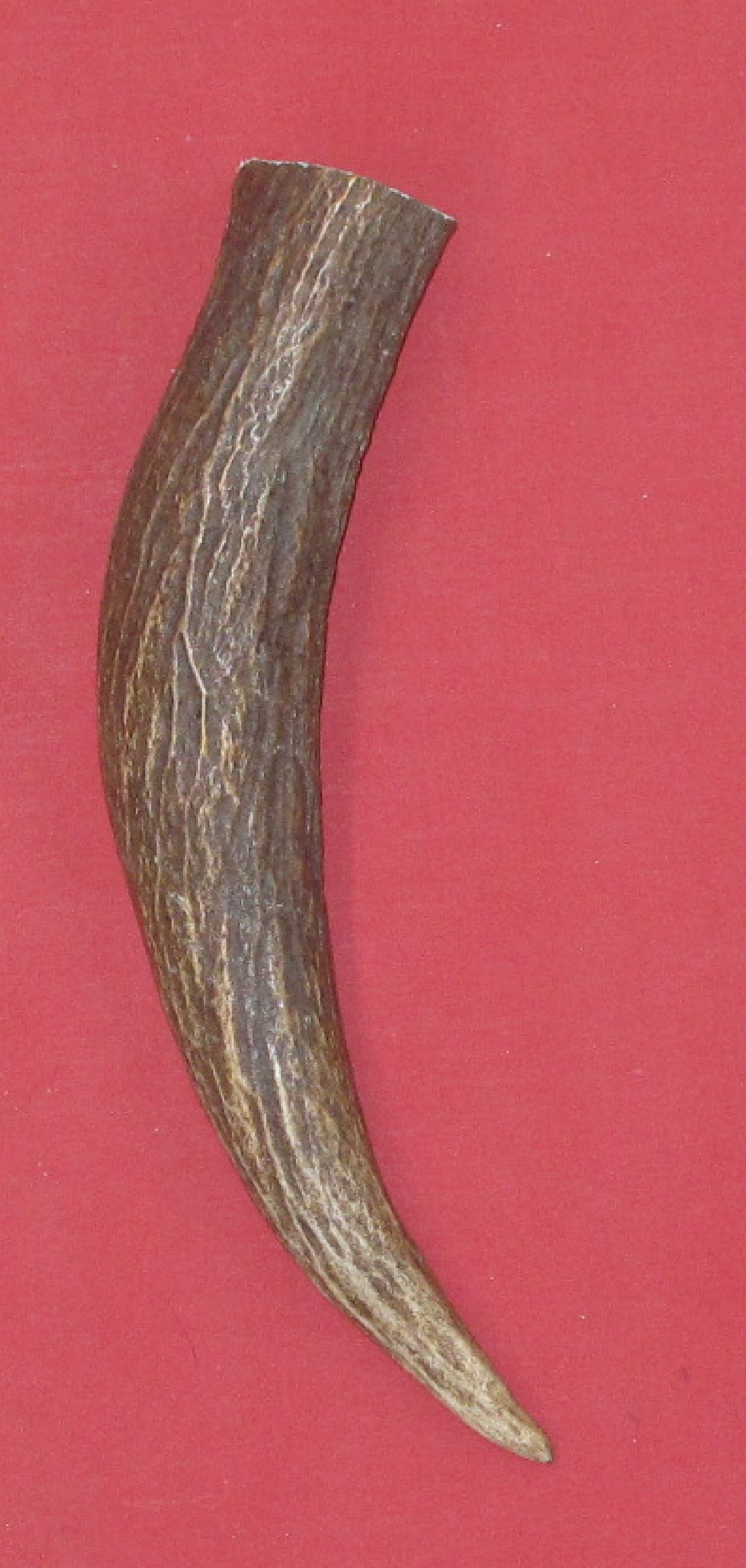 Antlers and Horns : MOOSE - TINES (2570-9972) : hideandfur.com