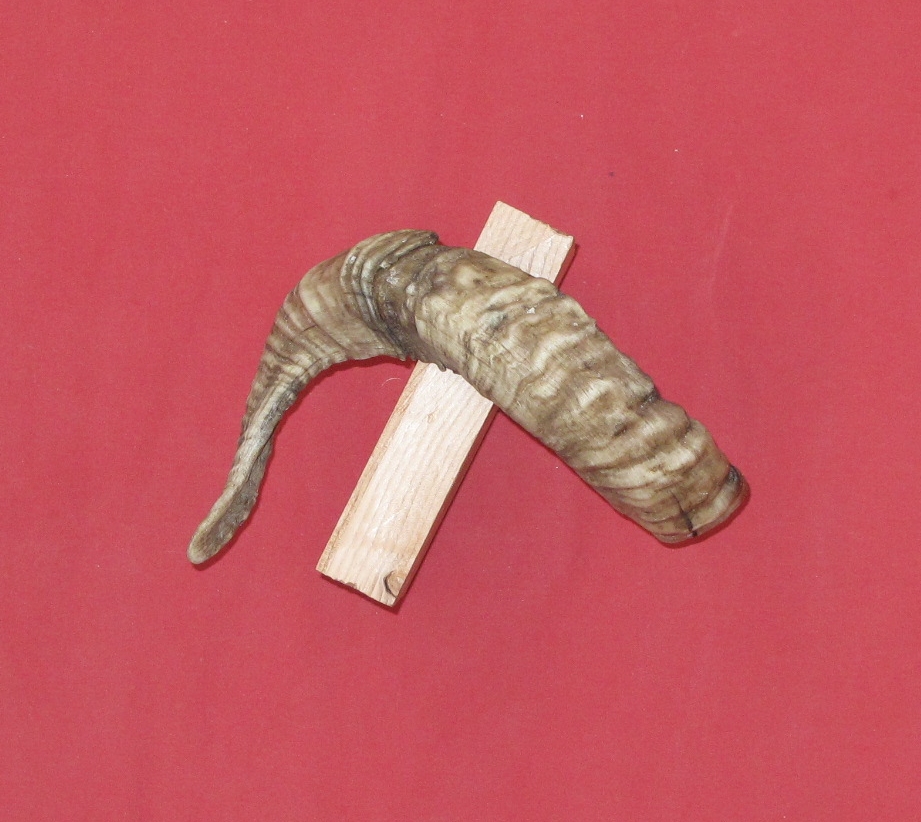 Antlers and Horns : DOMESTIC SHEEP - HORNS (2605-0116) : hideandfur.com