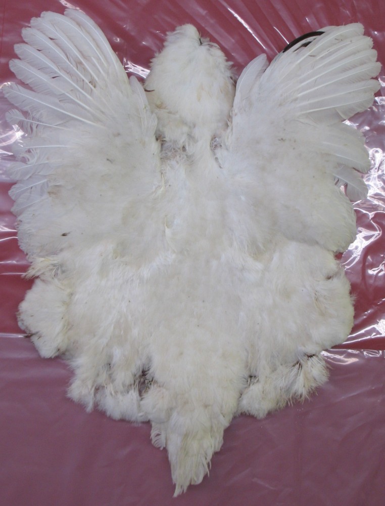 Feathers and Bird Skins : DOMESTIC CHICKEN (3010-0199) : hideandfur.com