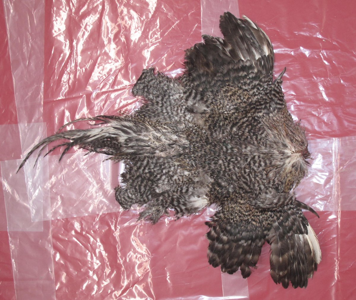 Feathers and Bird Skins : DOMESTIC CHICKEN (3010-0209) : hideandfur.com