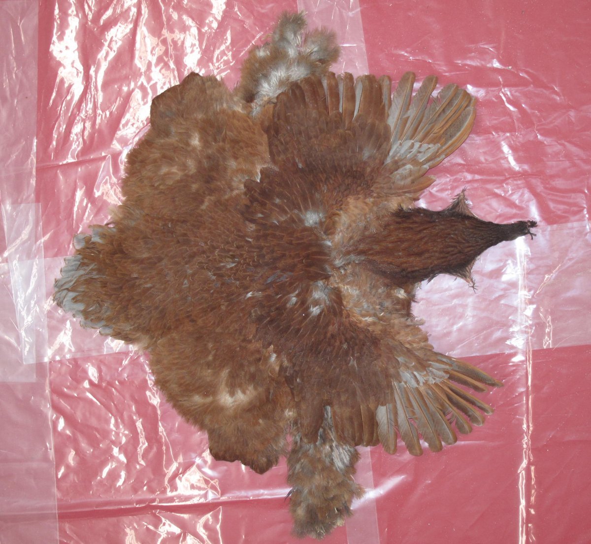 Feathers and Bird Skins : DOMESTIC CHICKEN (3010-0212) : hideandfur.com