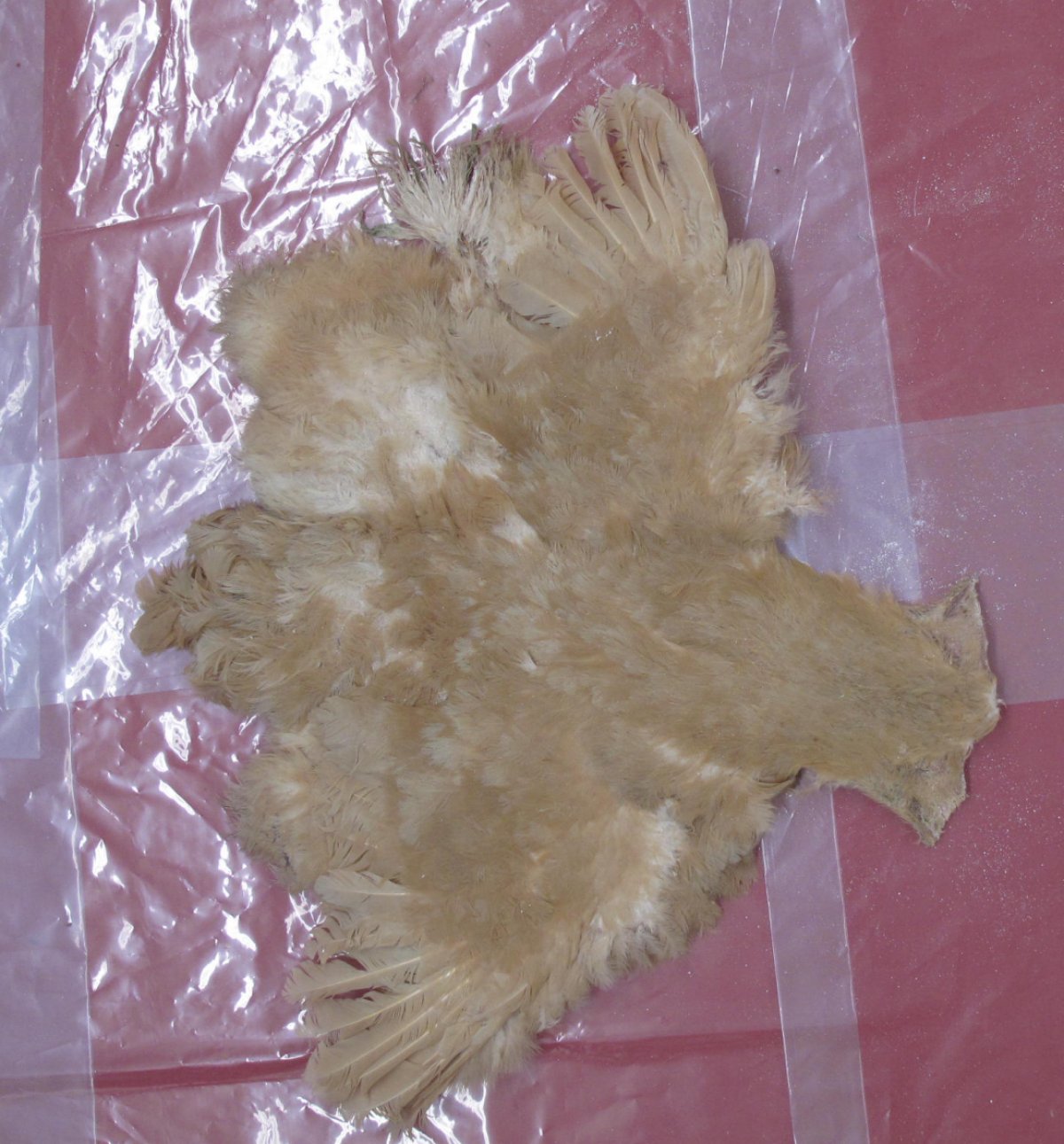 Feathers and Bird Skins : DOMESTIC CHICKEN (3010-0214) : hideandfur.com