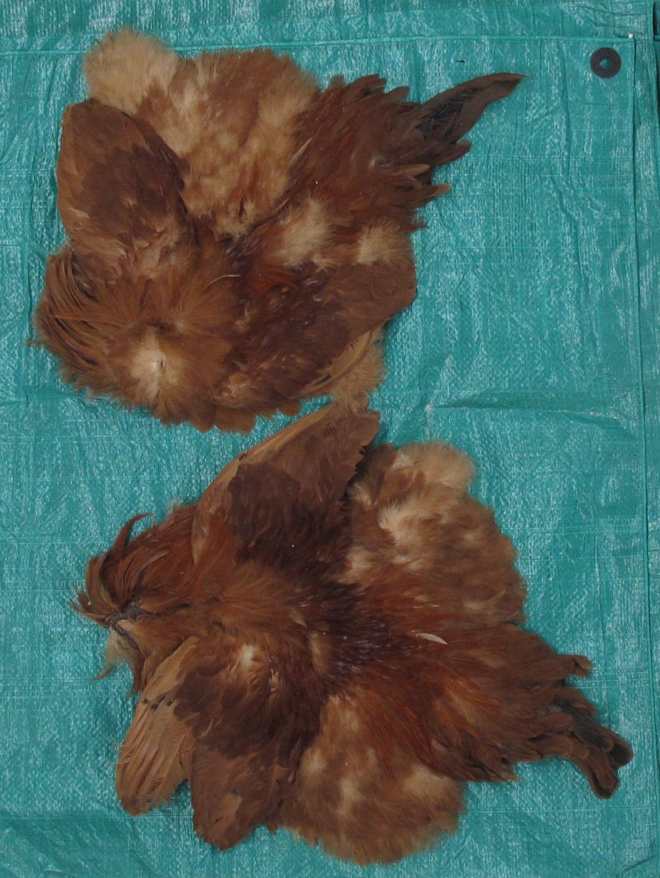 Feathers and Bird Skins : DOMESTIC CHICKEN (3010-0229) : hideandfur.com