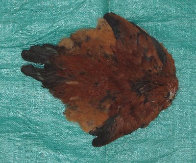 Feathers and Bird Skins : DOMESTIC CHICKEN (3010-0230) : hideandfur.com
