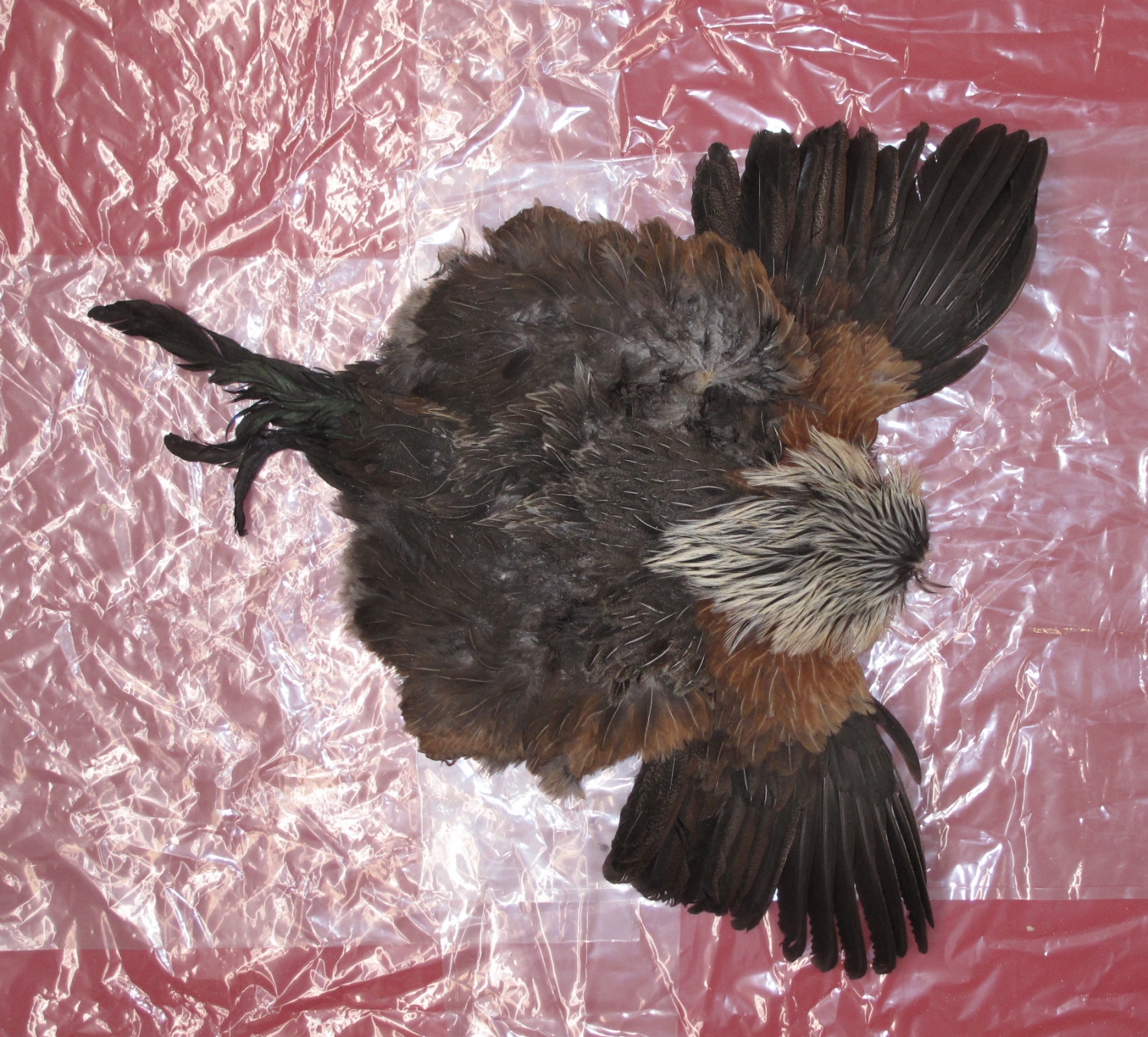 Feathers and Bird Skins : DOMESTIC CHICKEN (3010-4260) : hideandfur.com