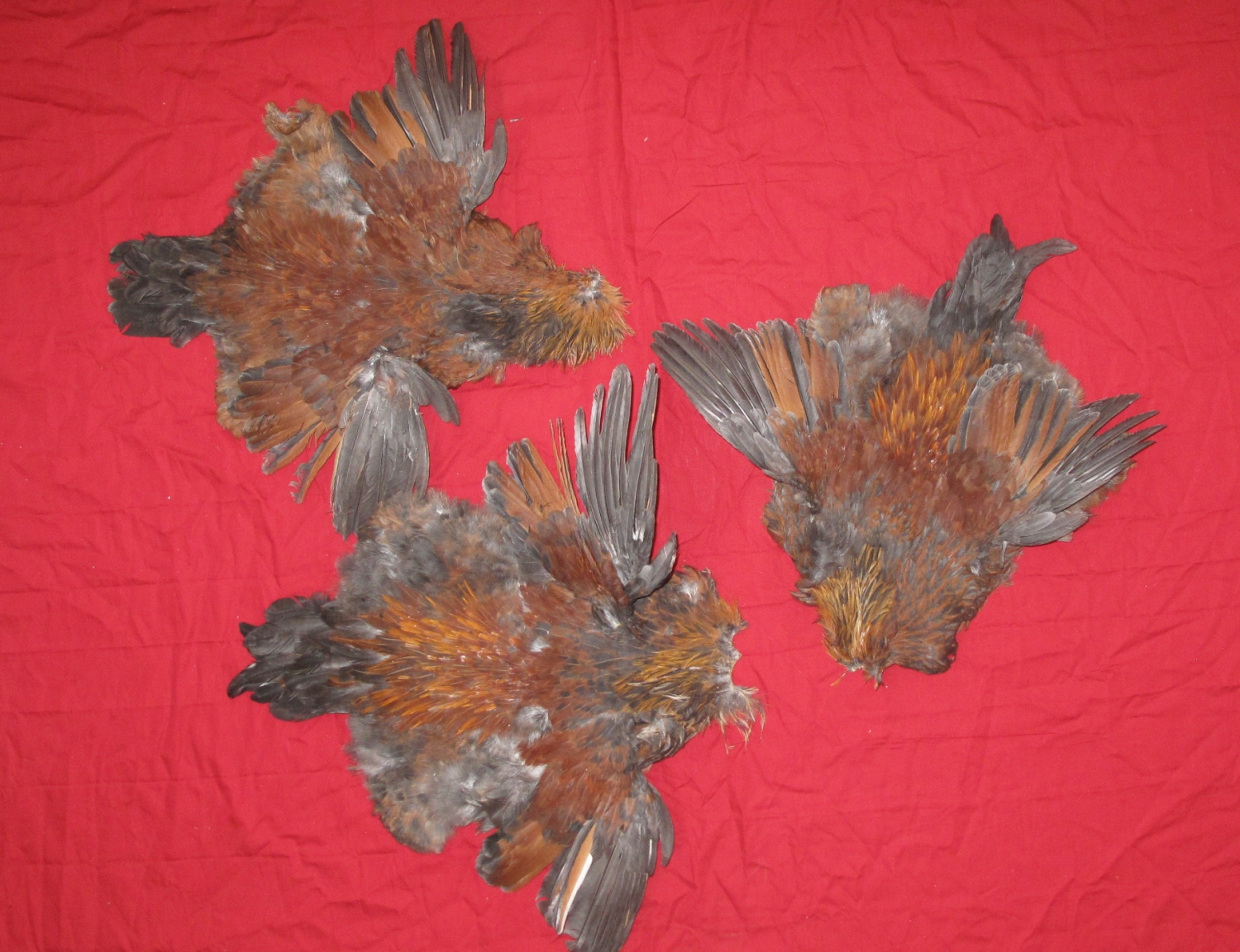 Feathers and Bird Skins : DOMESTIC CHICKEN (3010-9990) : hideandfur.com