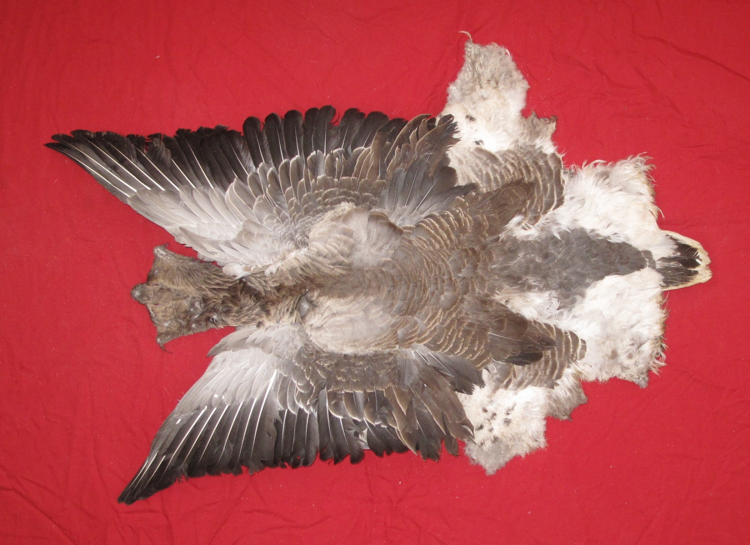 Feathers and Bird Skins : GOOSE (3050-0016) : hideandfur.com
