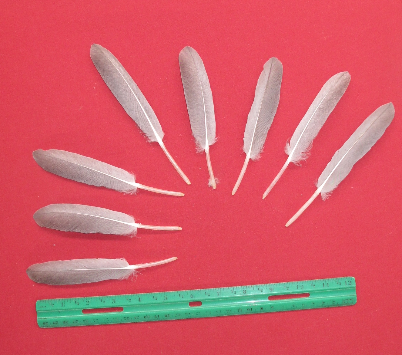 Feathers and Bird Skins : GOOSE (3050-0110) : hideandfur.com