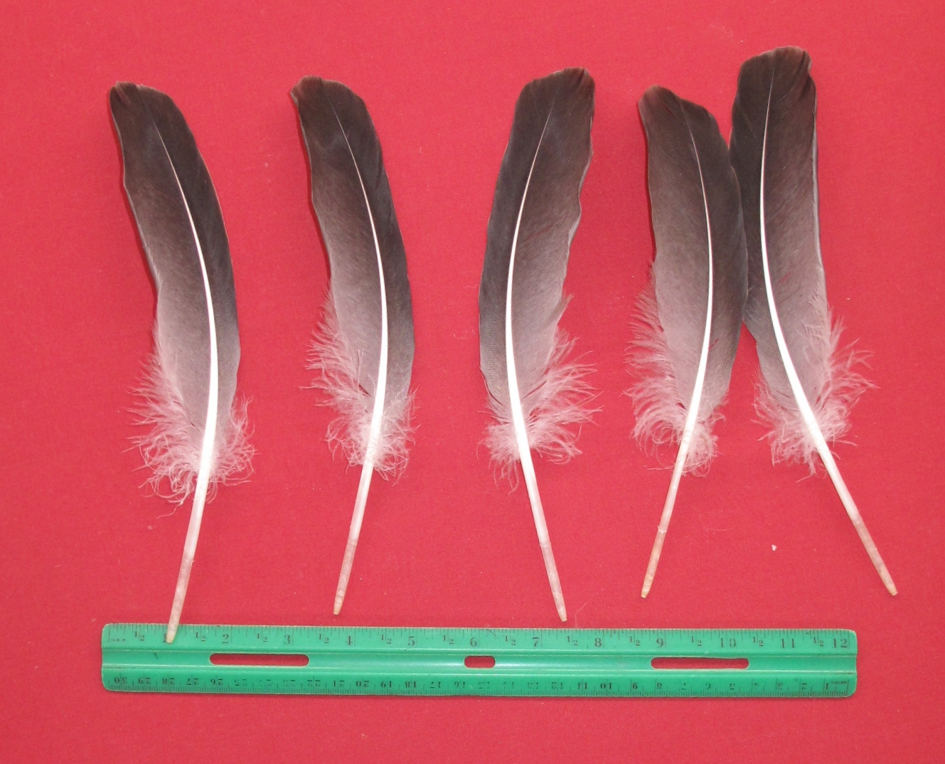 Feathers and Bird Skins : GOOSE (3050-0221) : hideandfur.com