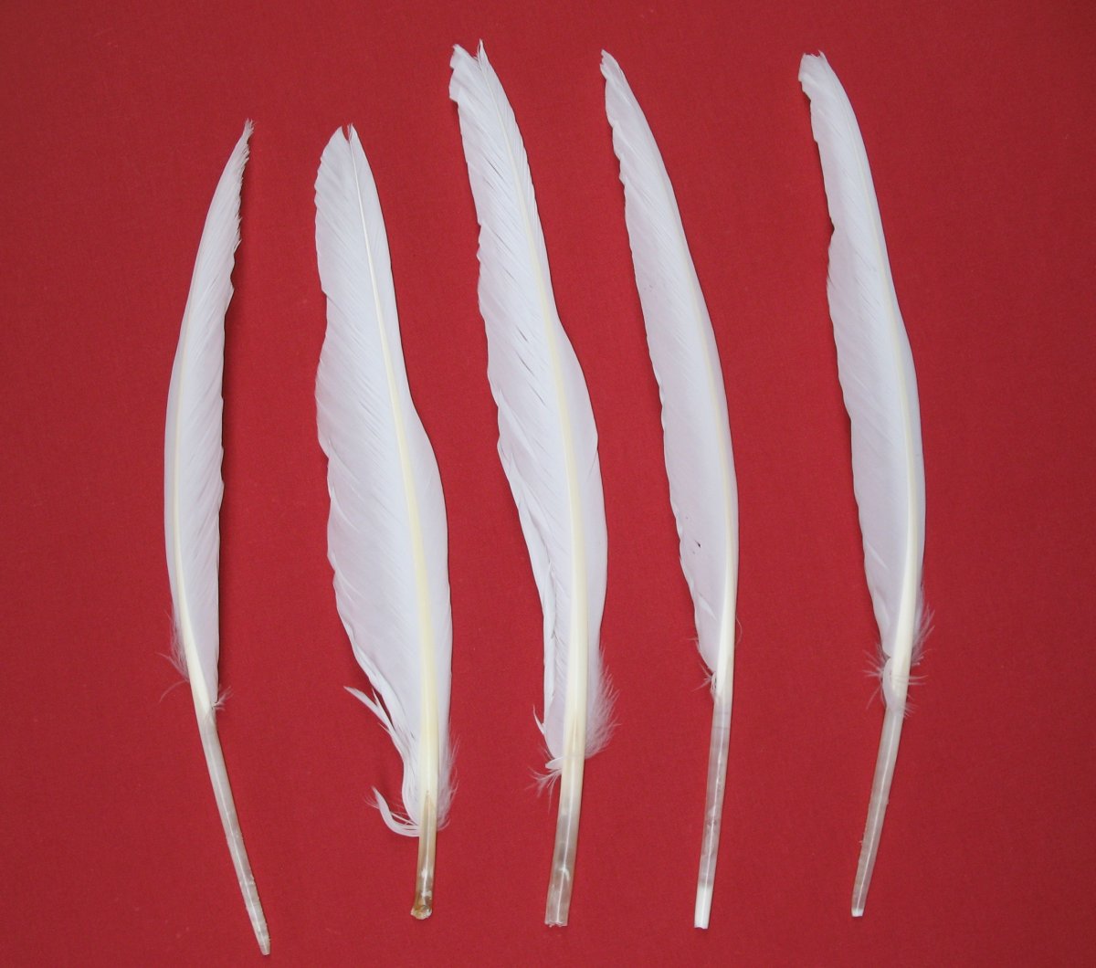 Feathers and Bird Skins : GOOSE (3050-0315) : hideandfur.com