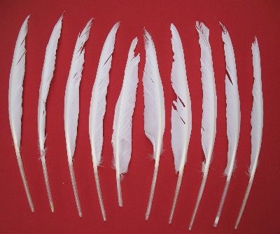 Feathers and Bird Skins : GOOSE (3050-0327) : hideandfur.com