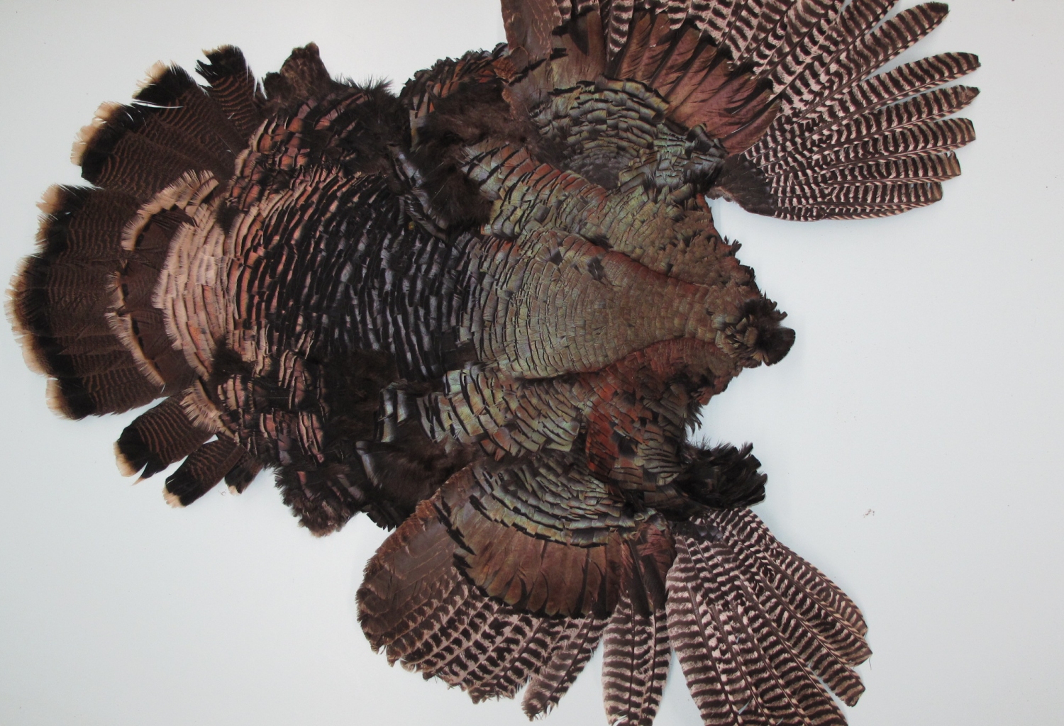 Feathers and Bird Skins : WILD TURKEY (3200-0052) : hideandfur.com