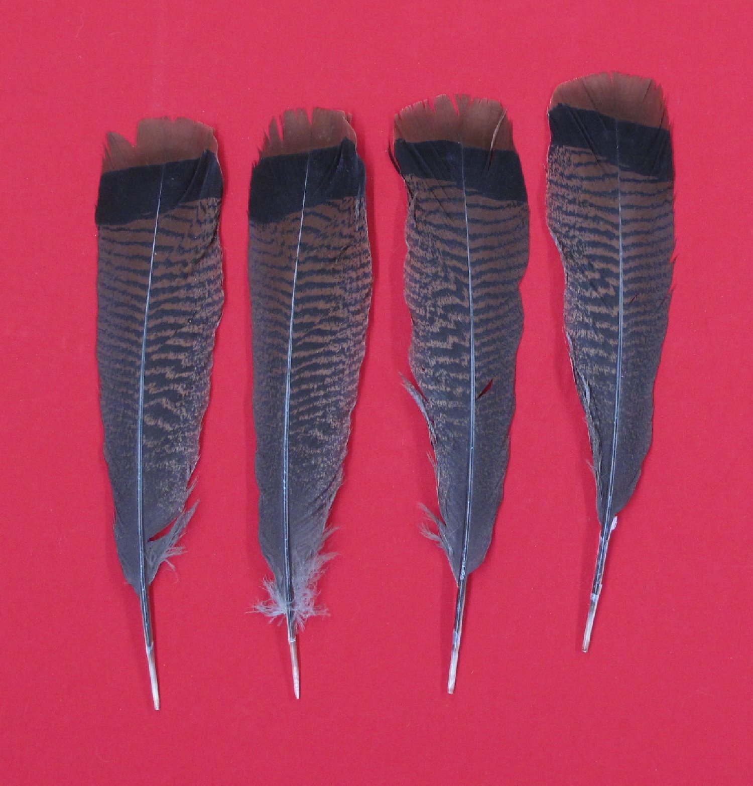 Feathers and Bird Skins : WILD TURKEY (3200-0599) : hideandfur.com