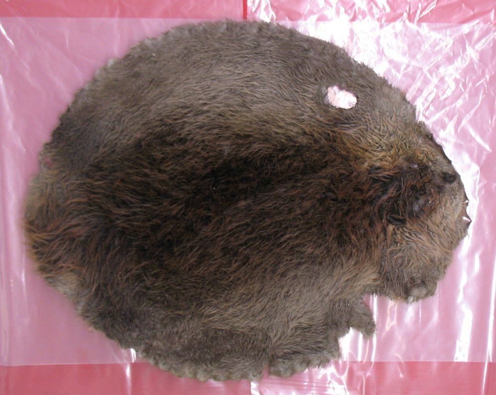 Raw Fur : BEAVER (3300-0185) : hideandfur.com