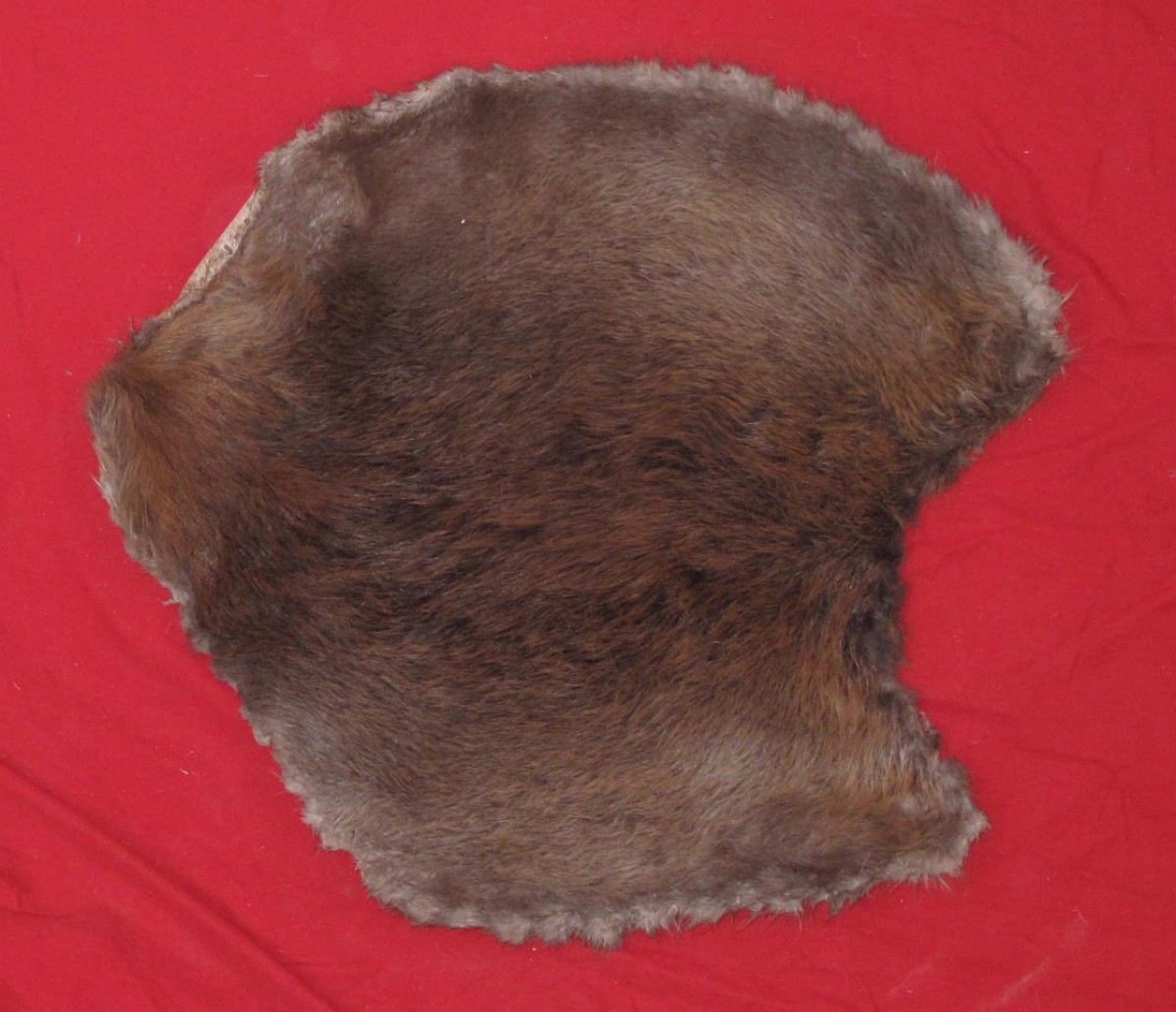 Raw Fur : BEAVER (3300-0197) : hideandfur.com