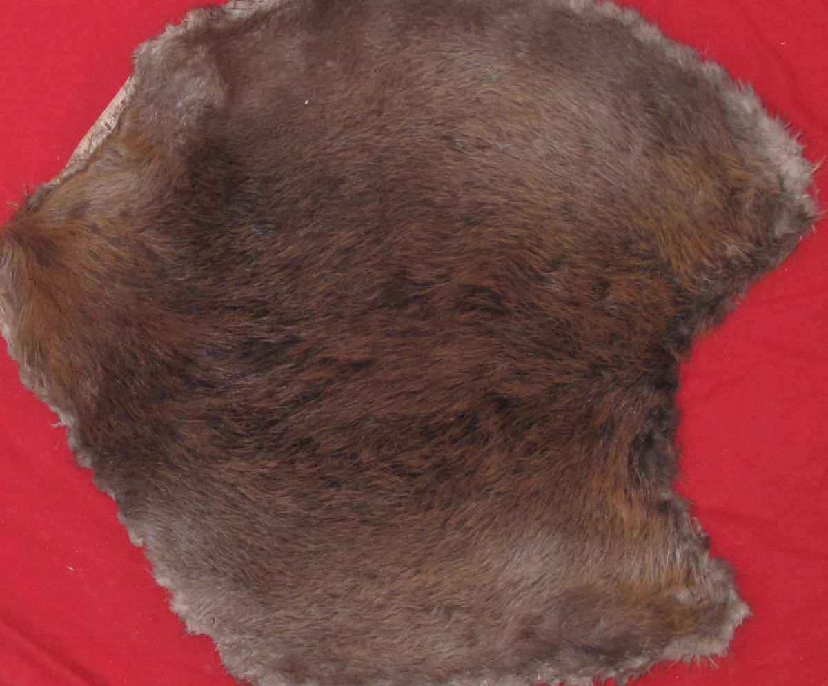 Raw Fur : BEAVER (3300-0197) : hideandfur.com
