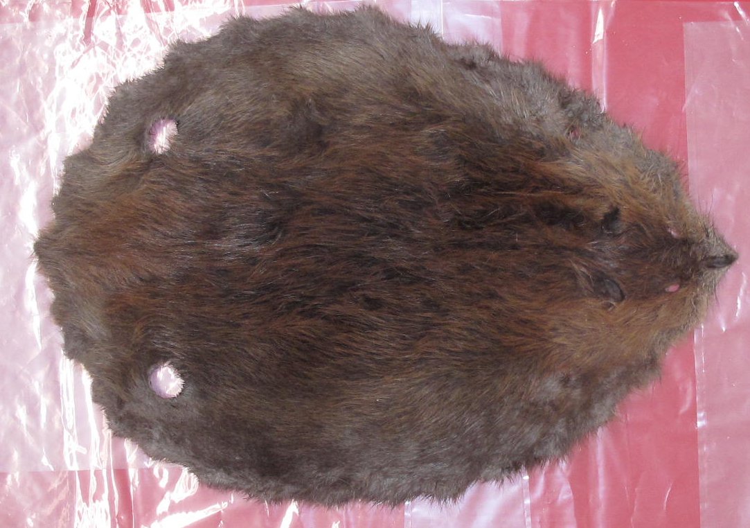 Raw Fur : BEAVER (3300-0204) : hideandfur.com