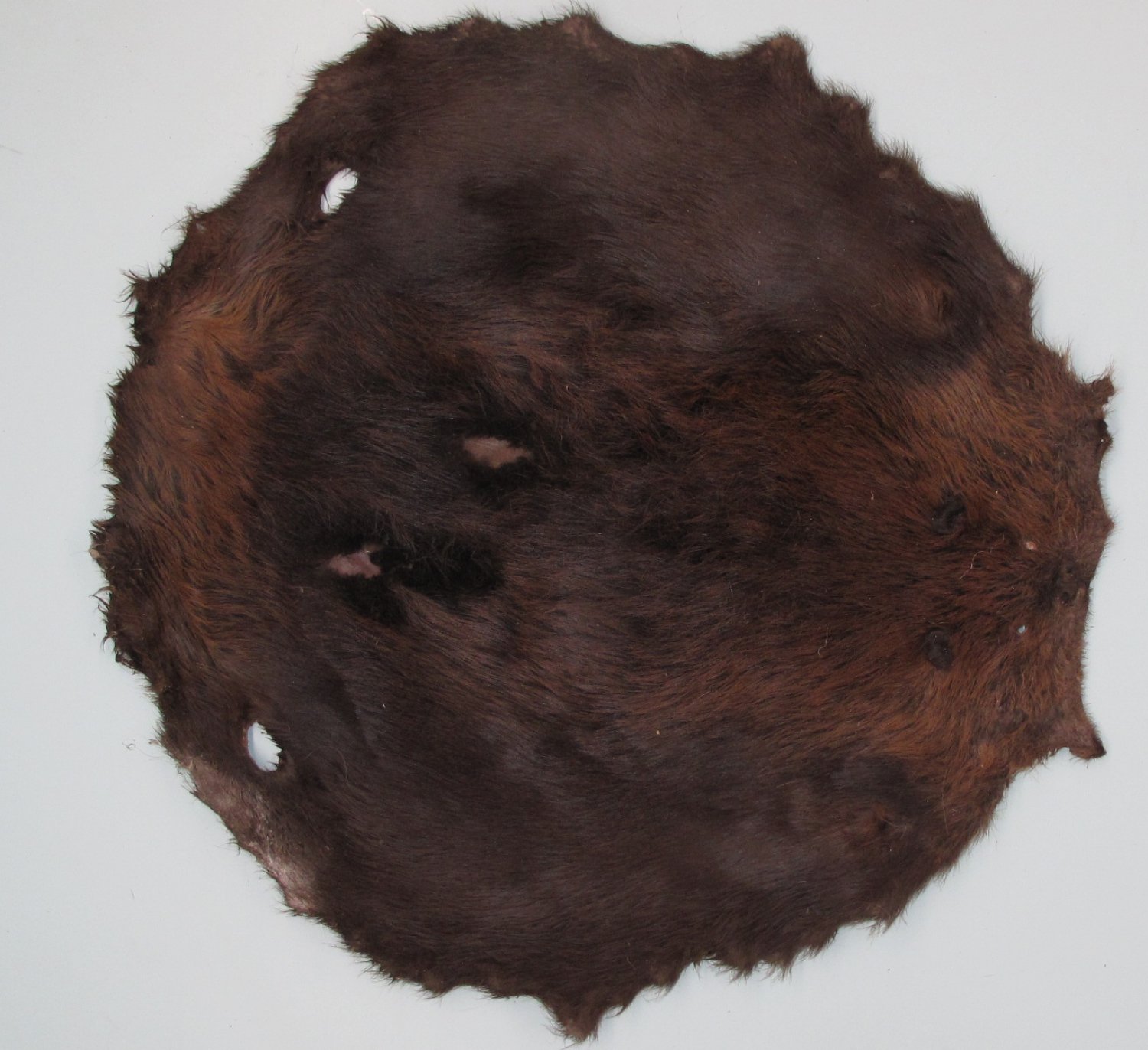 Raw Fur : BEAVER (3300-0288) : hideandfur.com