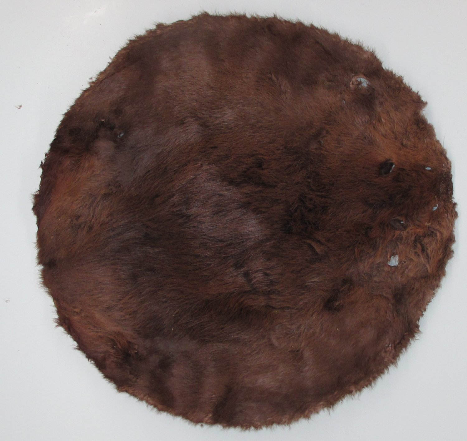 Raw Fur : BEAVER (3300-0292) : hideandfur.com