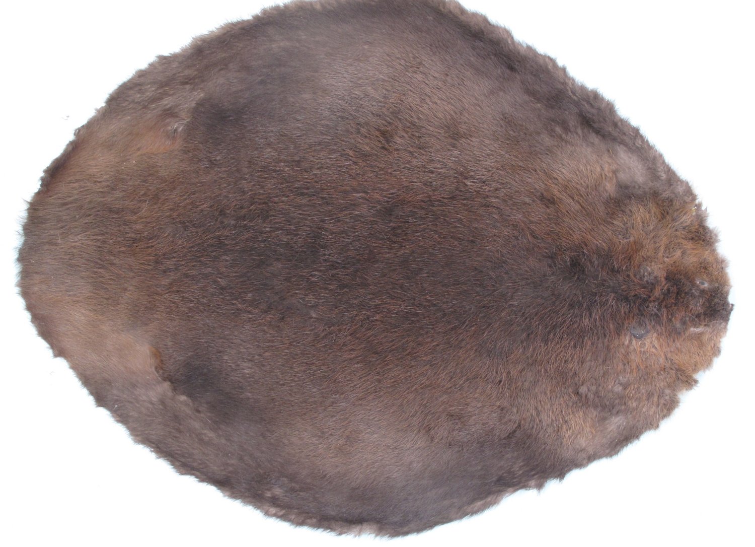 Raw Fur : BEAVER (3300-0298) : hideandfur.com
