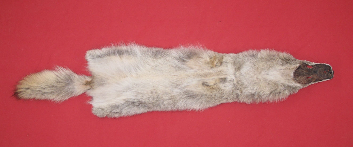 Raw Fur : COYOTE (3375-0388) : hideandfur.com