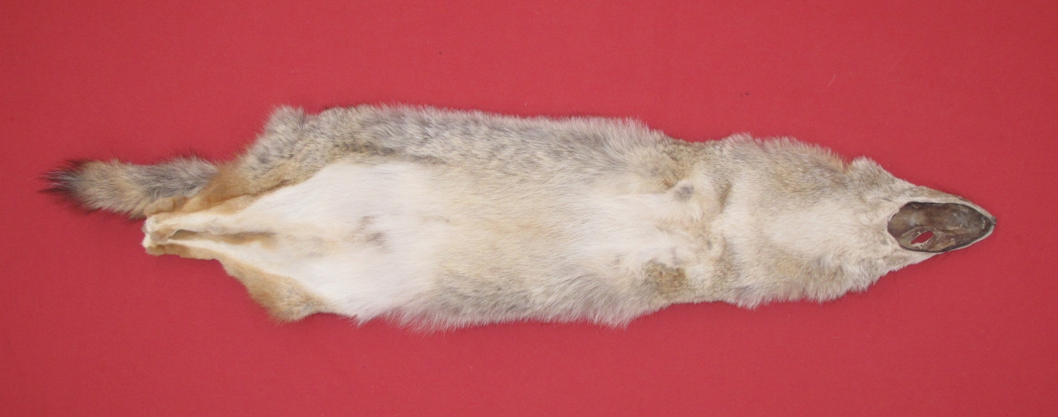 Raw Fur : COYOTE (3375-0412) : hideandfur.com