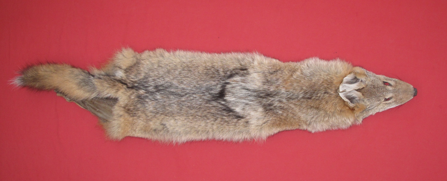 Raw Fur : COYOTE (3375-0414) : hideandfur.com