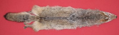 Raw Fur : COYOTE (3375) : hideandfur.com