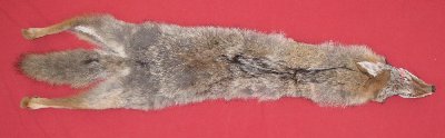 Raw Fur : COYOTE (3375) : hideandfur.com