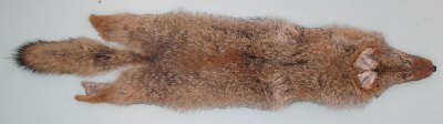 Raw Fur : COYOTE (3375) : hideandfur.com