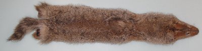 Raw Fur : COYOTE (3375) : hideandfur.com