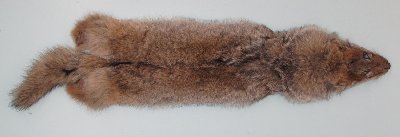 Raw Fur : COYOTE (3375) : hideandfur.com
