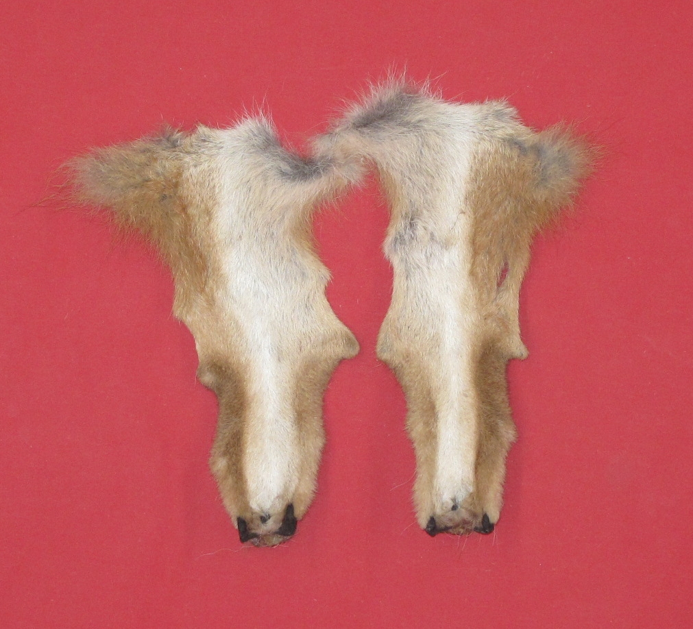 Raw Fur : COYOTE (3375-9998) : hideandfur.com