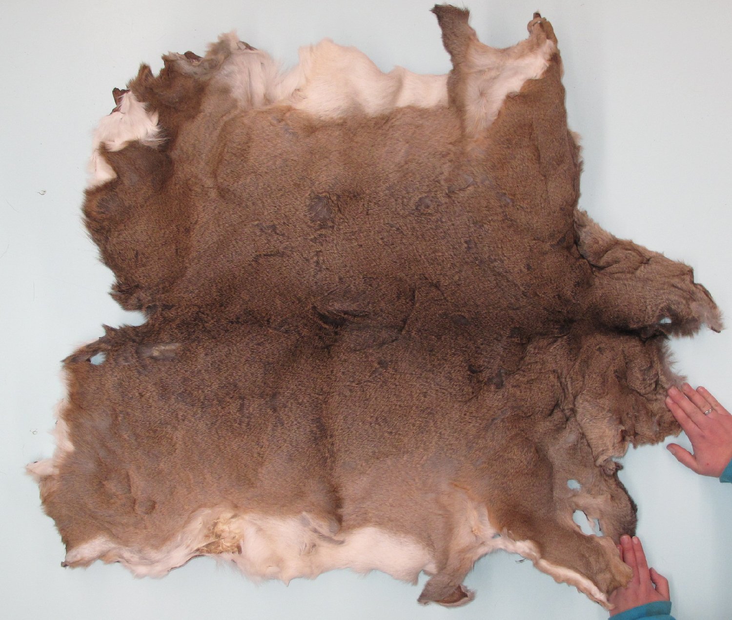 Raw Fur : WHITE TAIL DEER - HIDES (3395-0116) : hideandfur.com