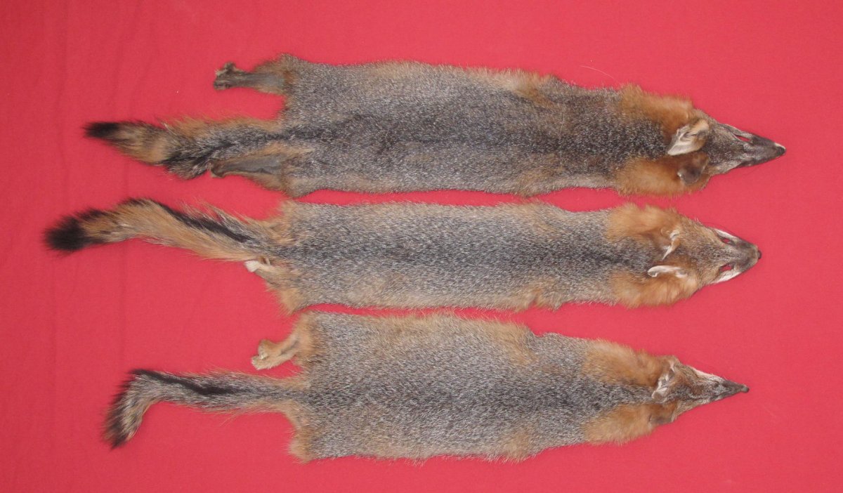 Raw Fur : GREY FOX (3515-0129) : hideandfur.com