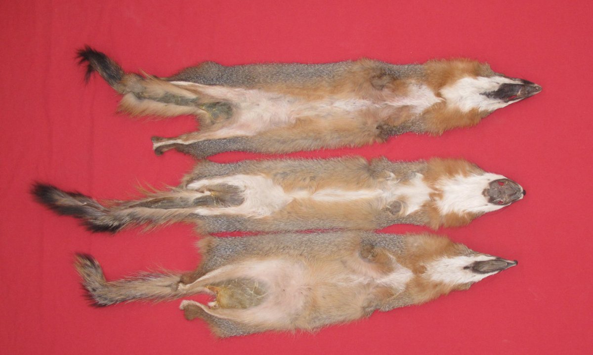 Raw Fur : GREY FOX (3515-0129) : hideandfur.com