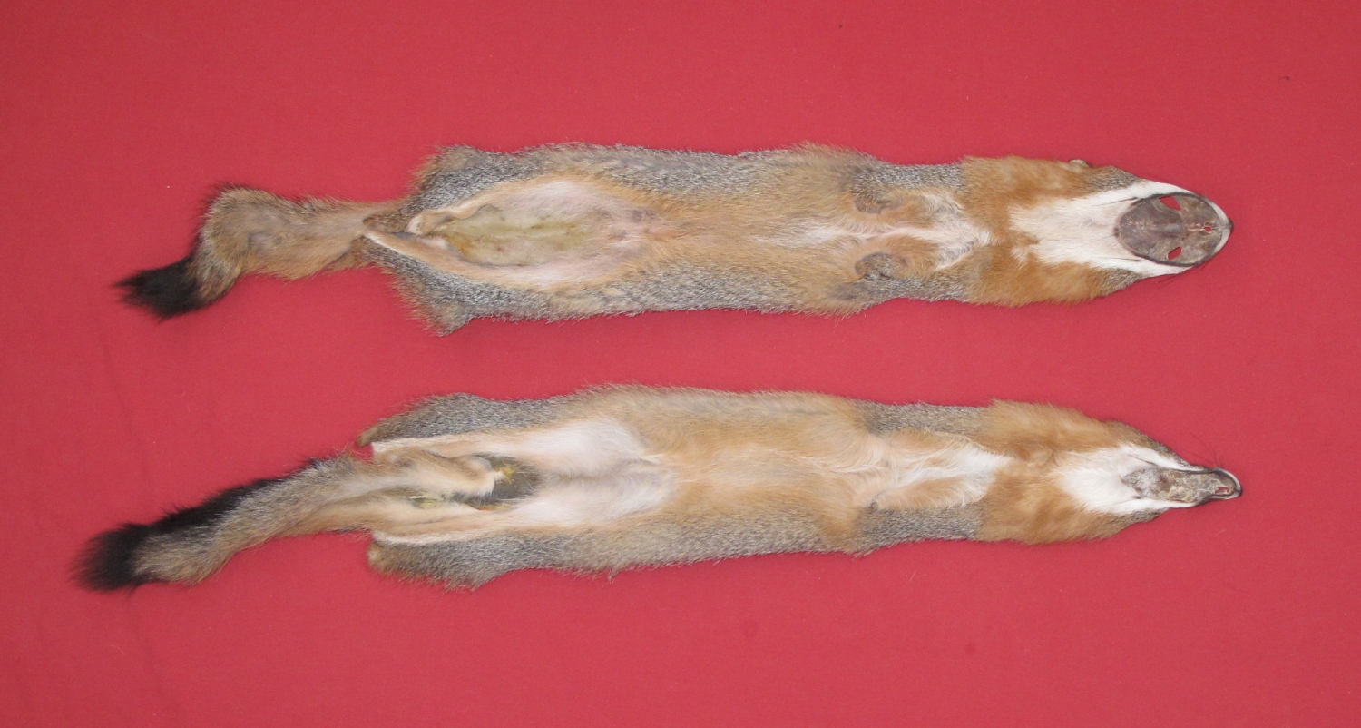 Raw Fur : GREY FOX (3515-0161) : hideandfur.com