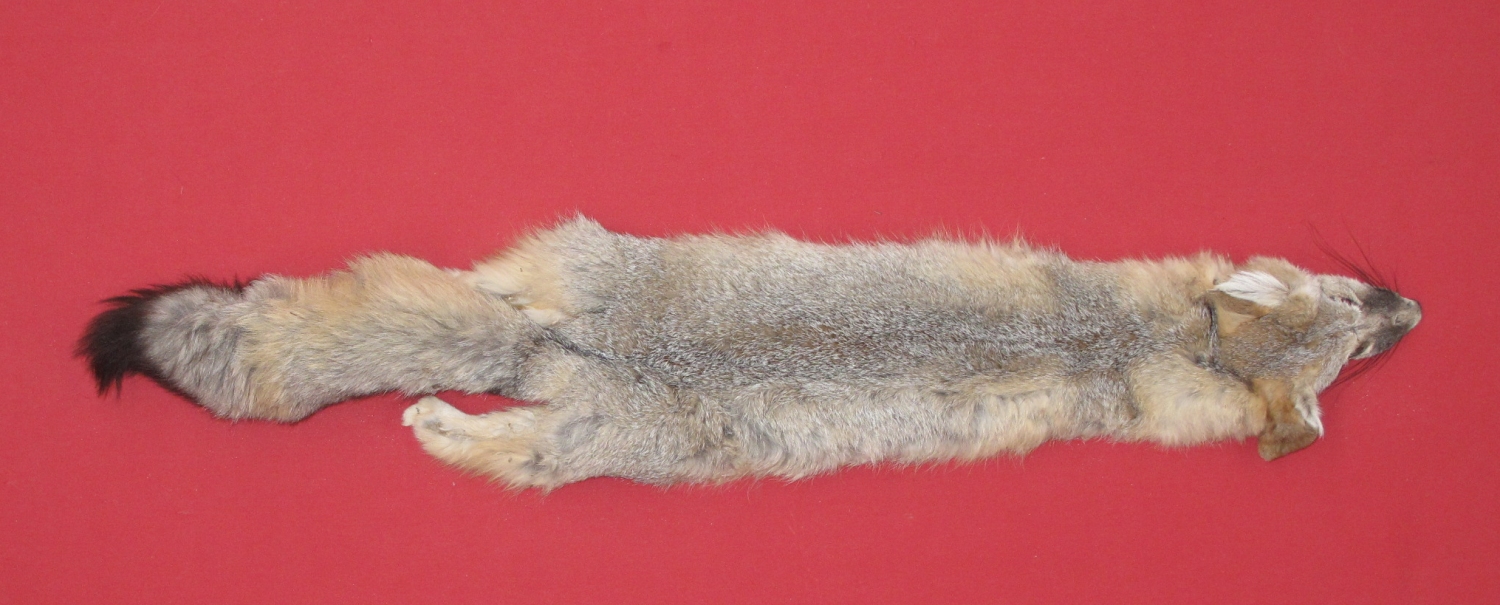 Raw Fur : KIT FOX (3525-0063) : hideandfur.com