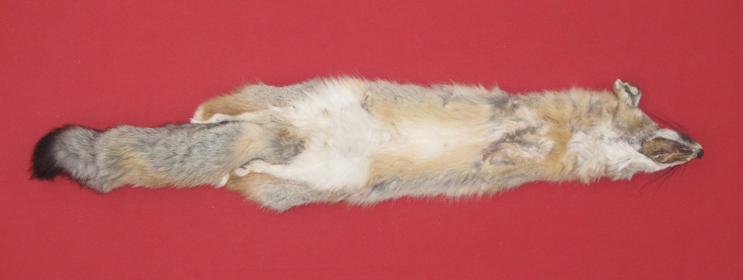 Raw Fur : KIT FOX (3525-0063) : hideandfur.com